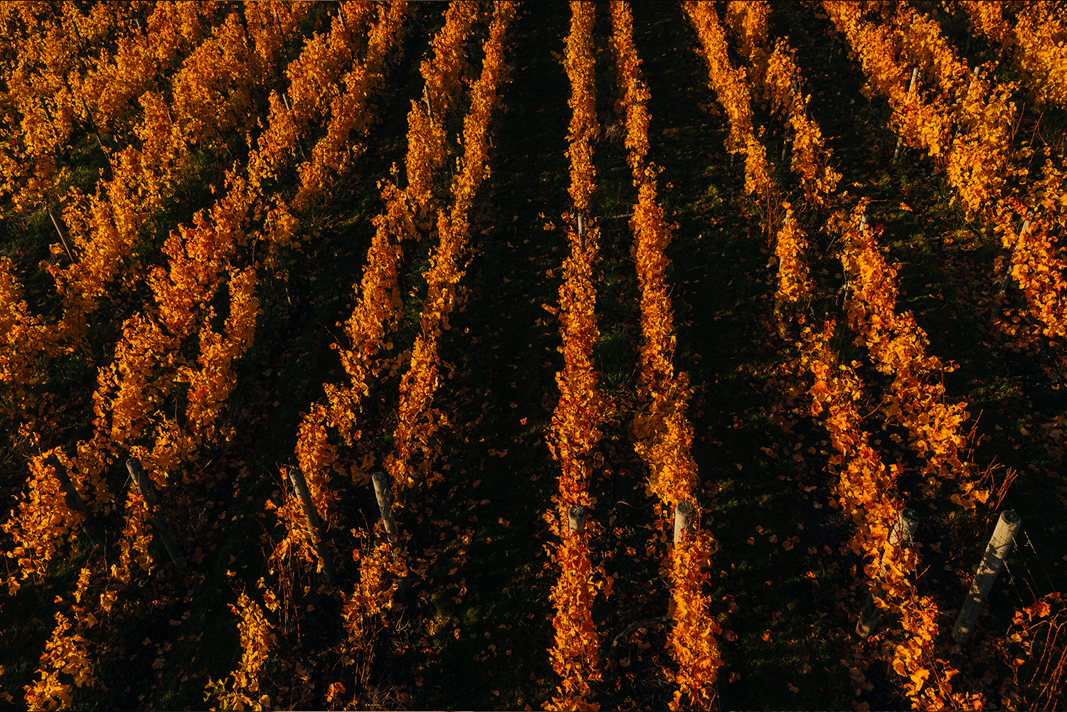 What Happens to a Vineyard in Winter? A Season of Rest and Renewal ...