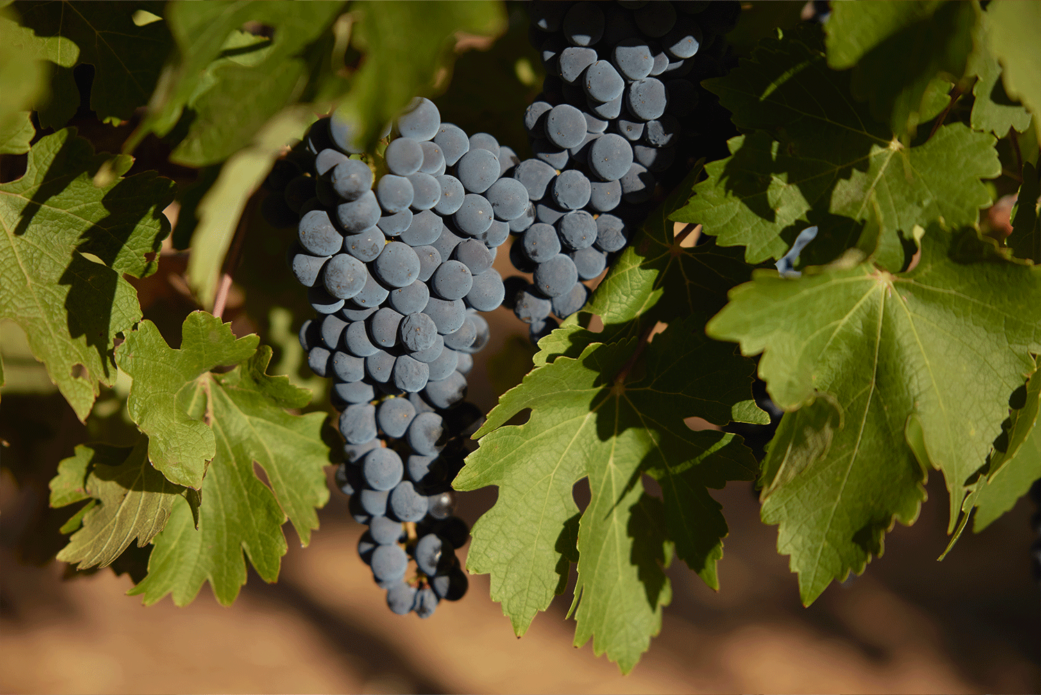 Merlot: One of the world's most widely planted grape varieties ...
